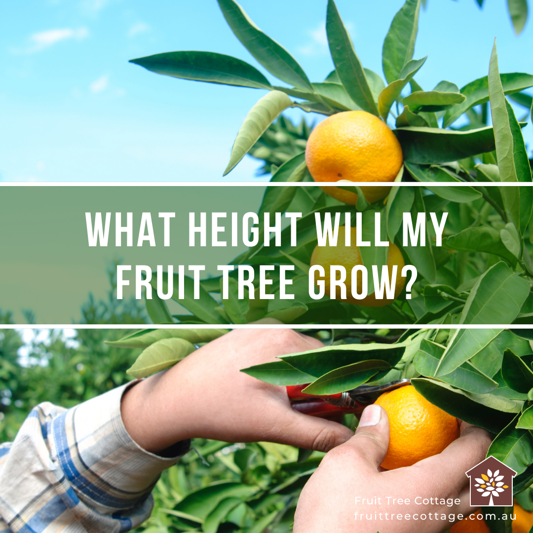 What Height will my Fruit Tree Grow? – Fruit Tree Cottage
