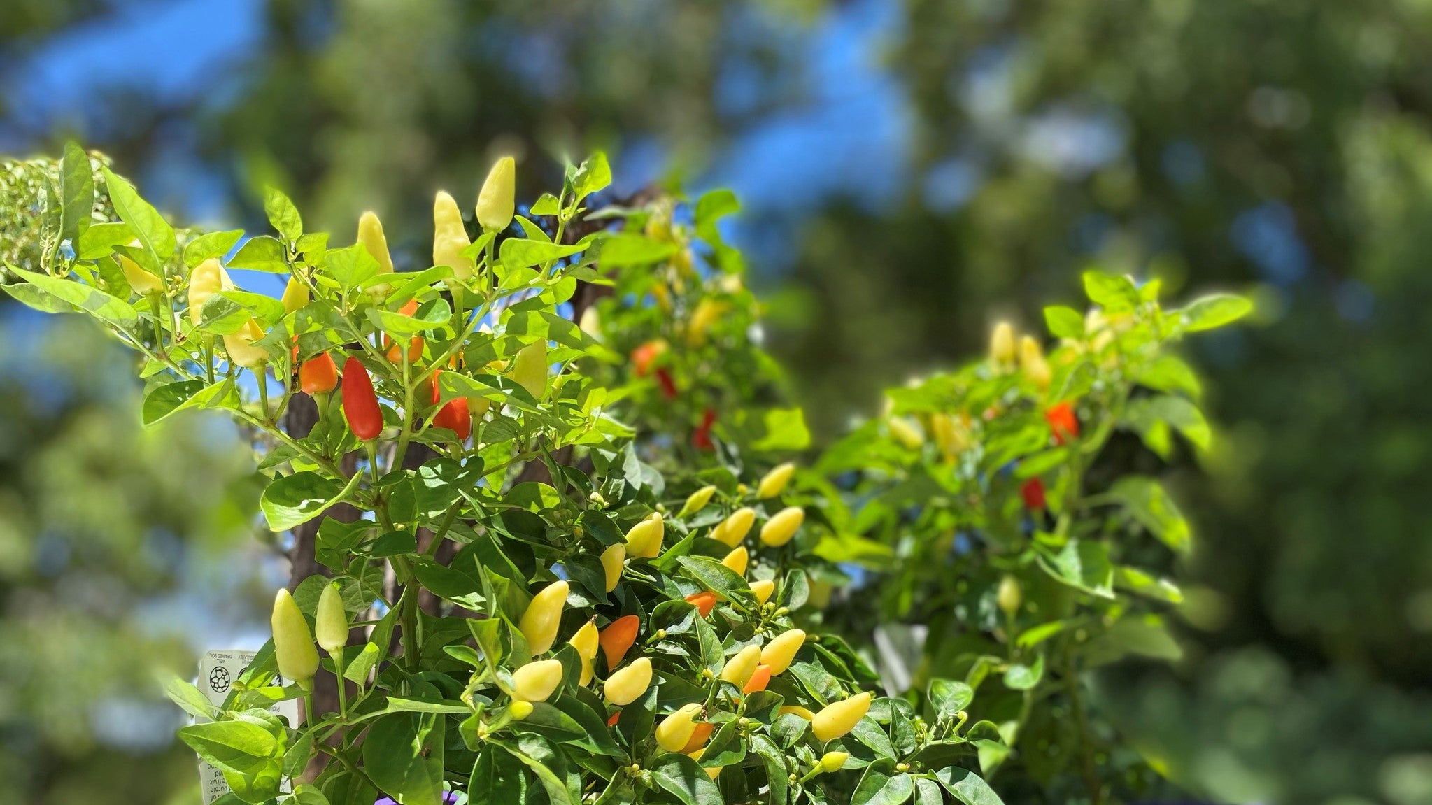 Chilli Plants – Fruit Tree Cottage