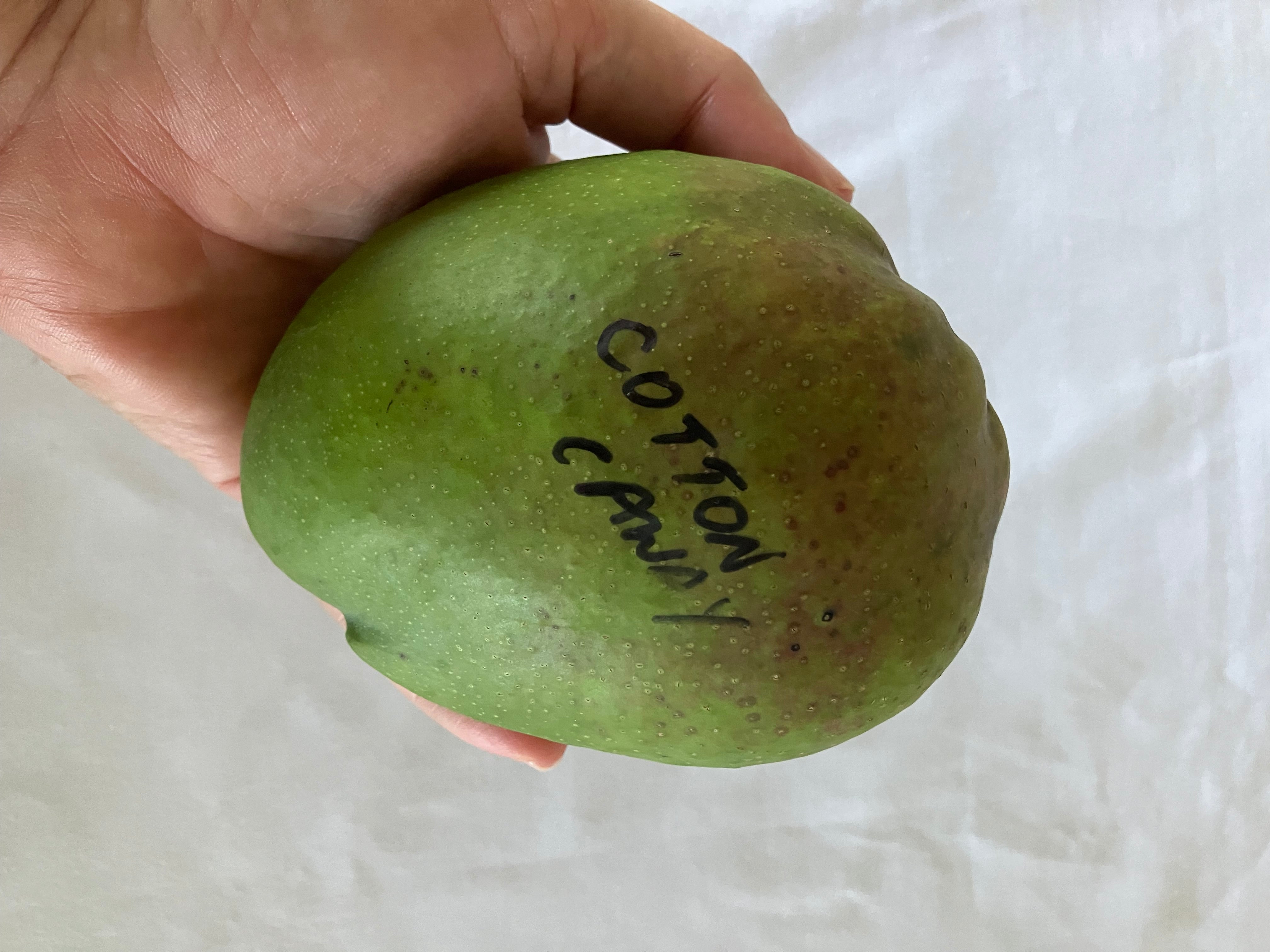 Mango | Cotton Candy – Buy Now from Fruit Tree Cottage