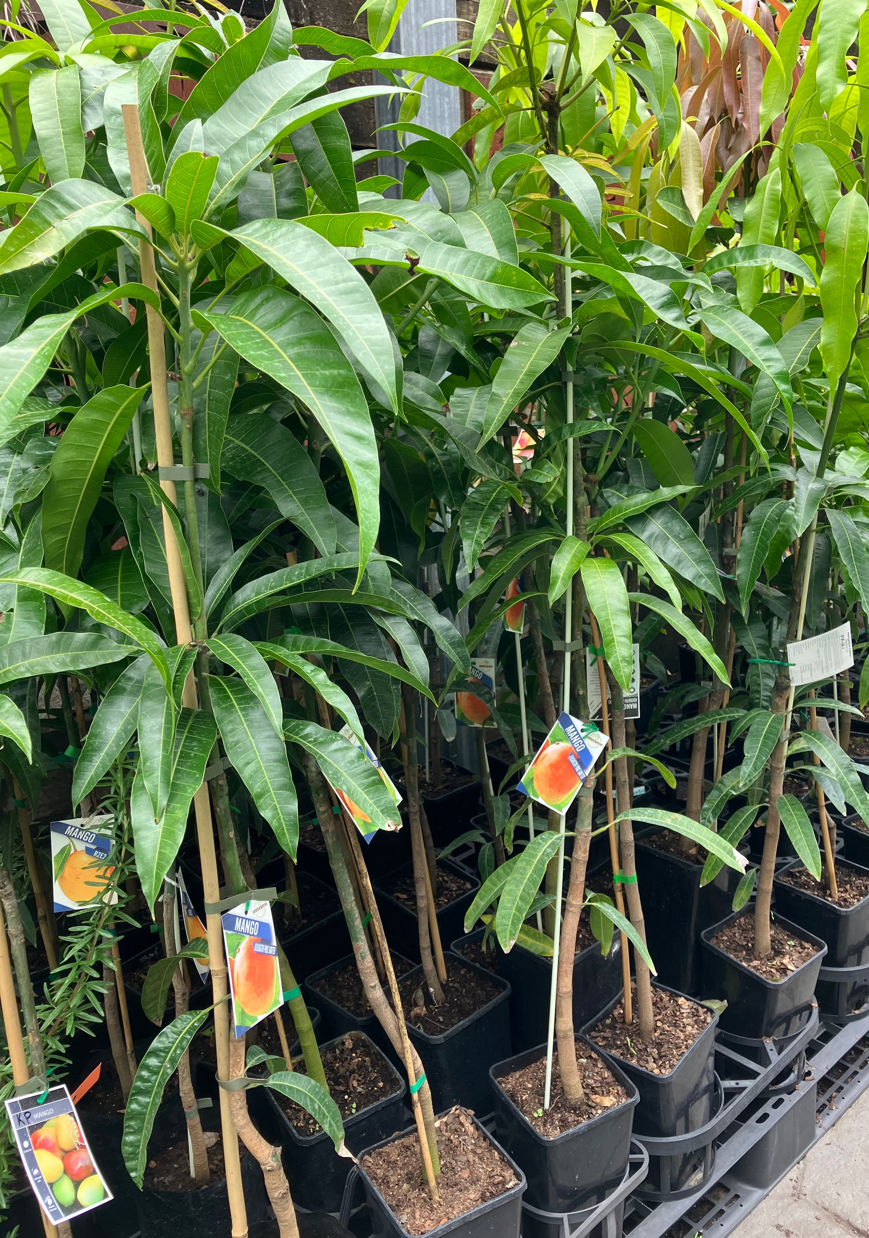 Mango | Pickering – Buy Now from Fruit Tree Cottage