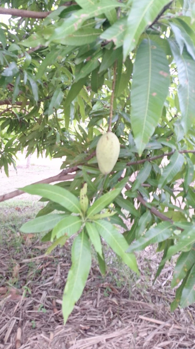 Mango | Orange Sherbet – Buy Now from Fruit Tree Cottage