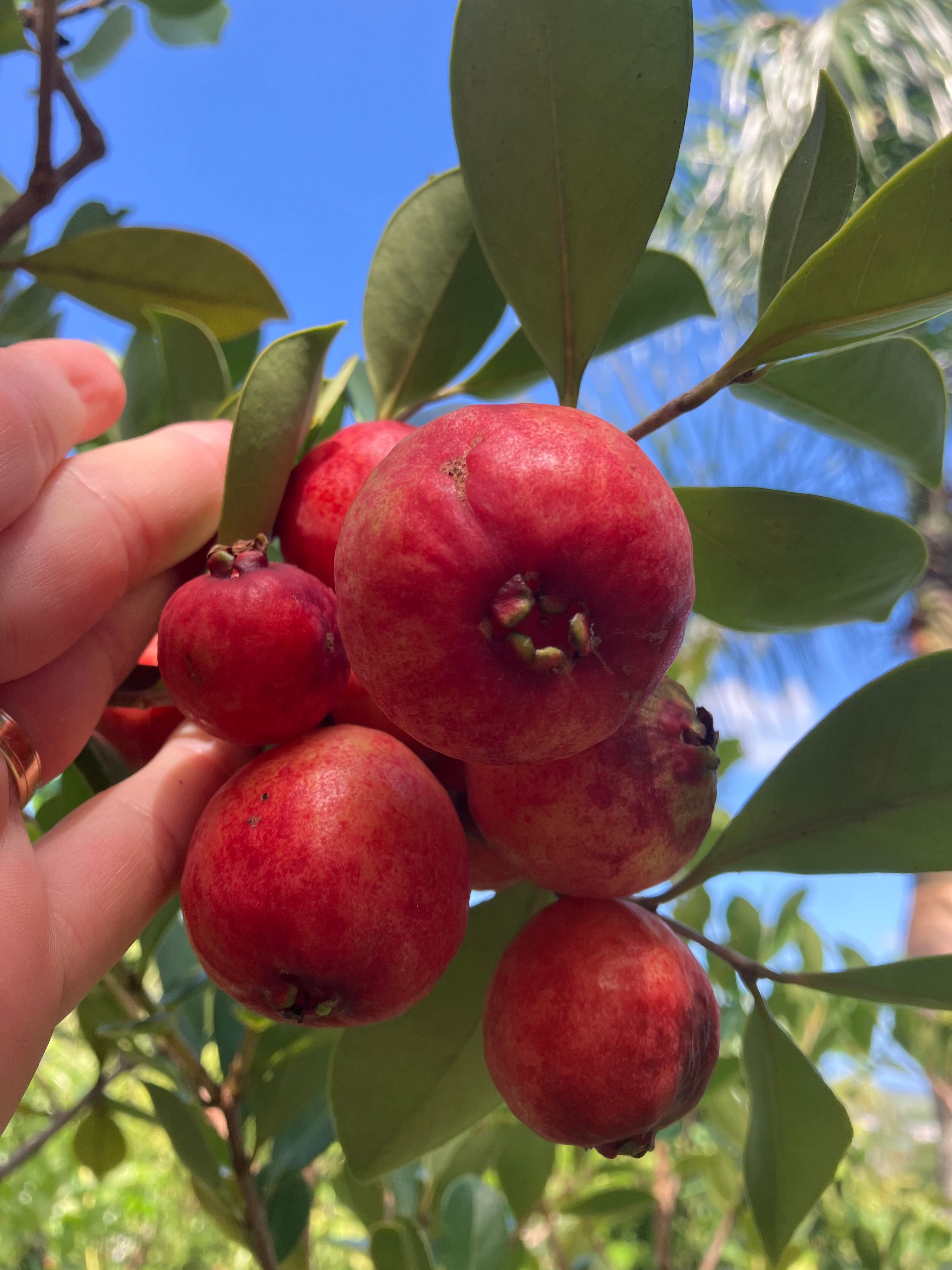 Guava | Red Cherry – Buy Now from Fruit Tree Cottage