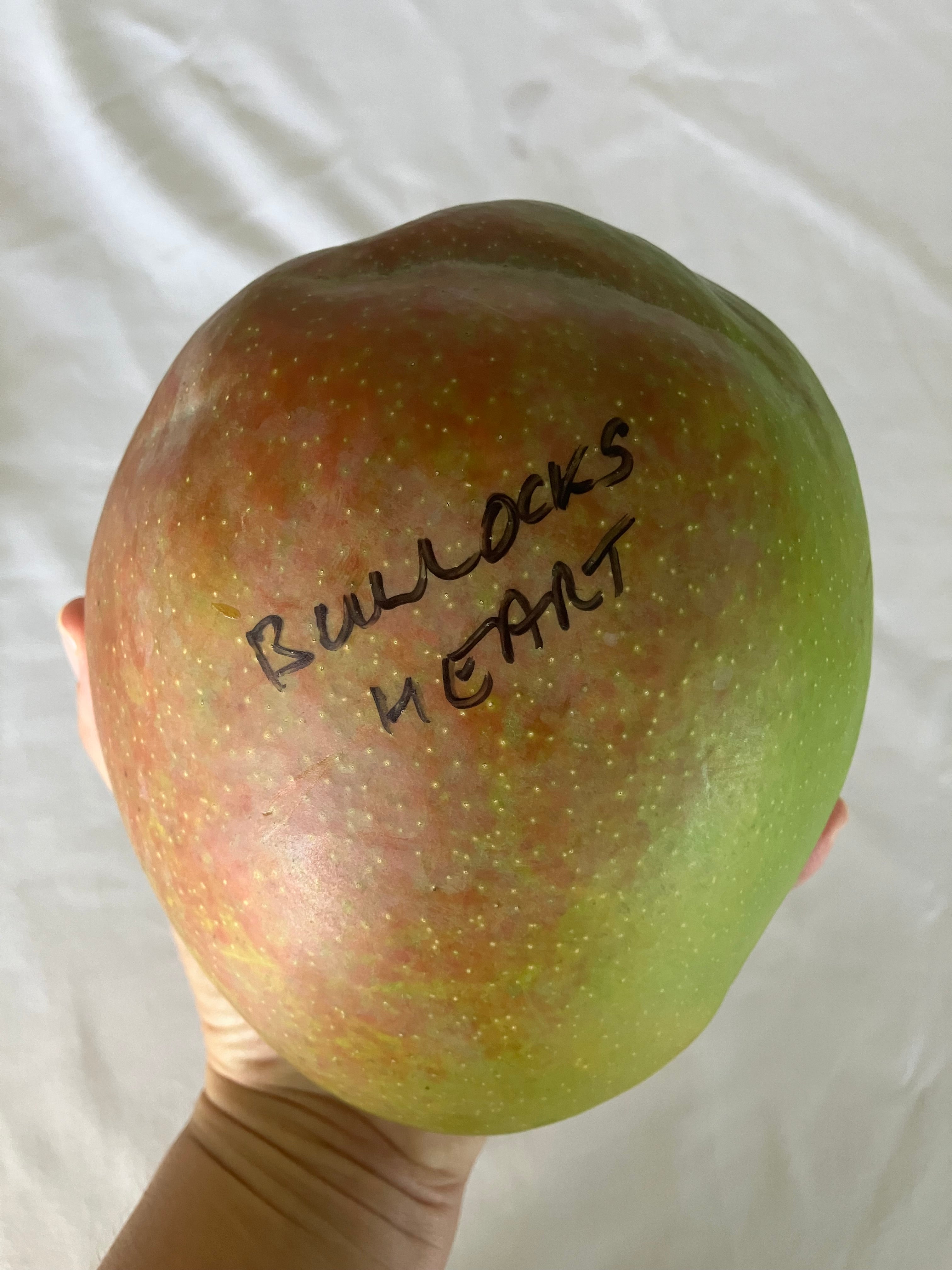Mango | Bullocks Heart – Buy Now from Fruit Tree Cottage