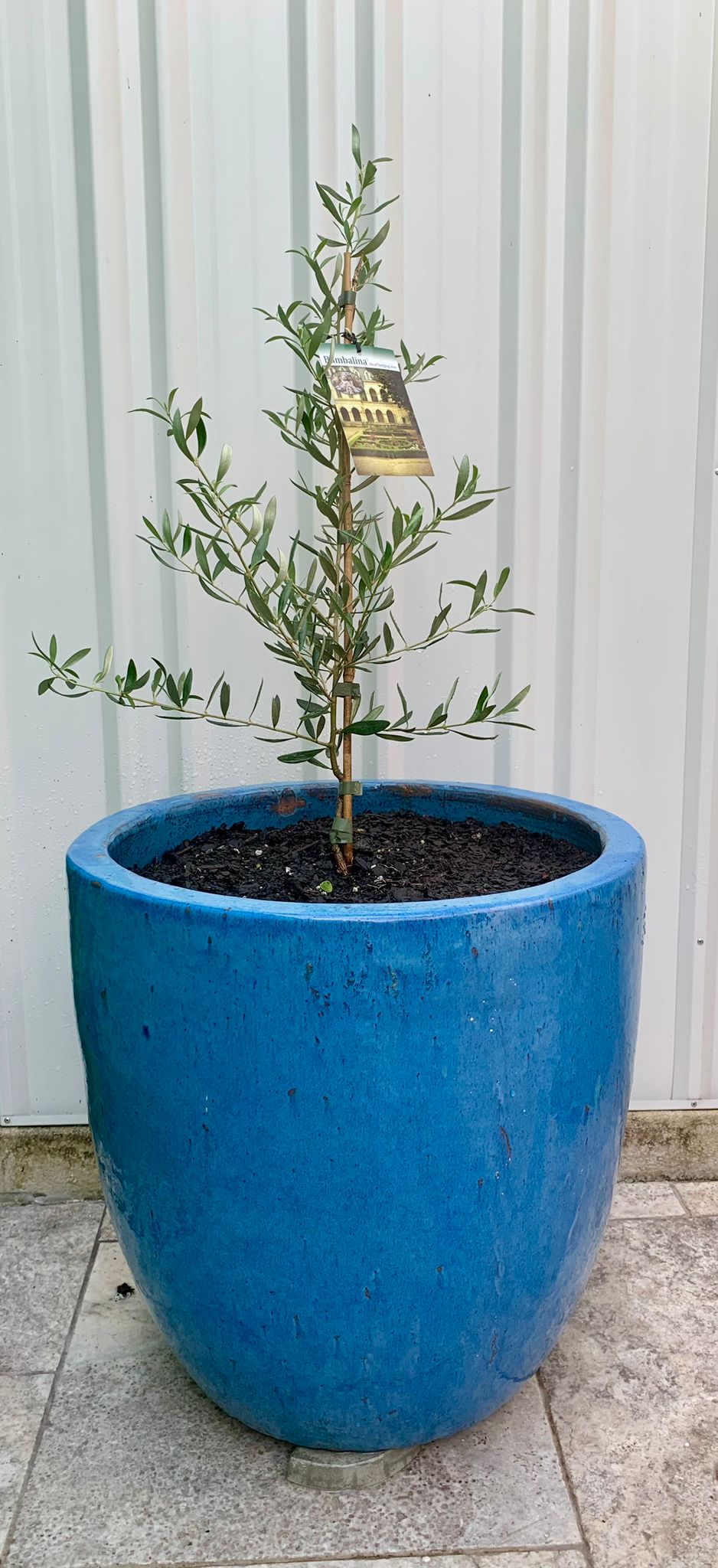 Olive | Bambalina Dwarf Ornamental – Buy Now from Fruit Tree Cottage