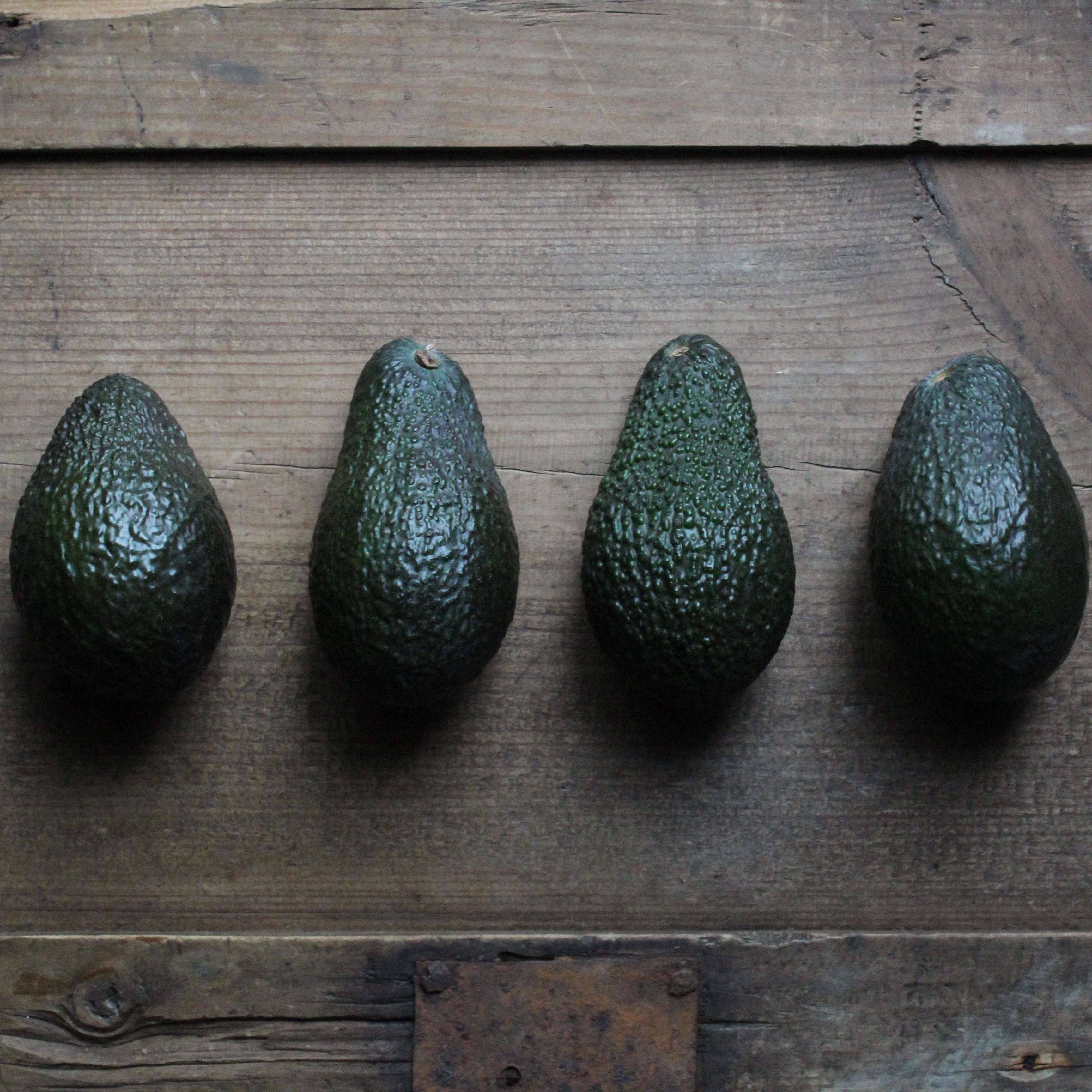 Avocado | Edranol – Buy Now from Fruit Tree Cottage