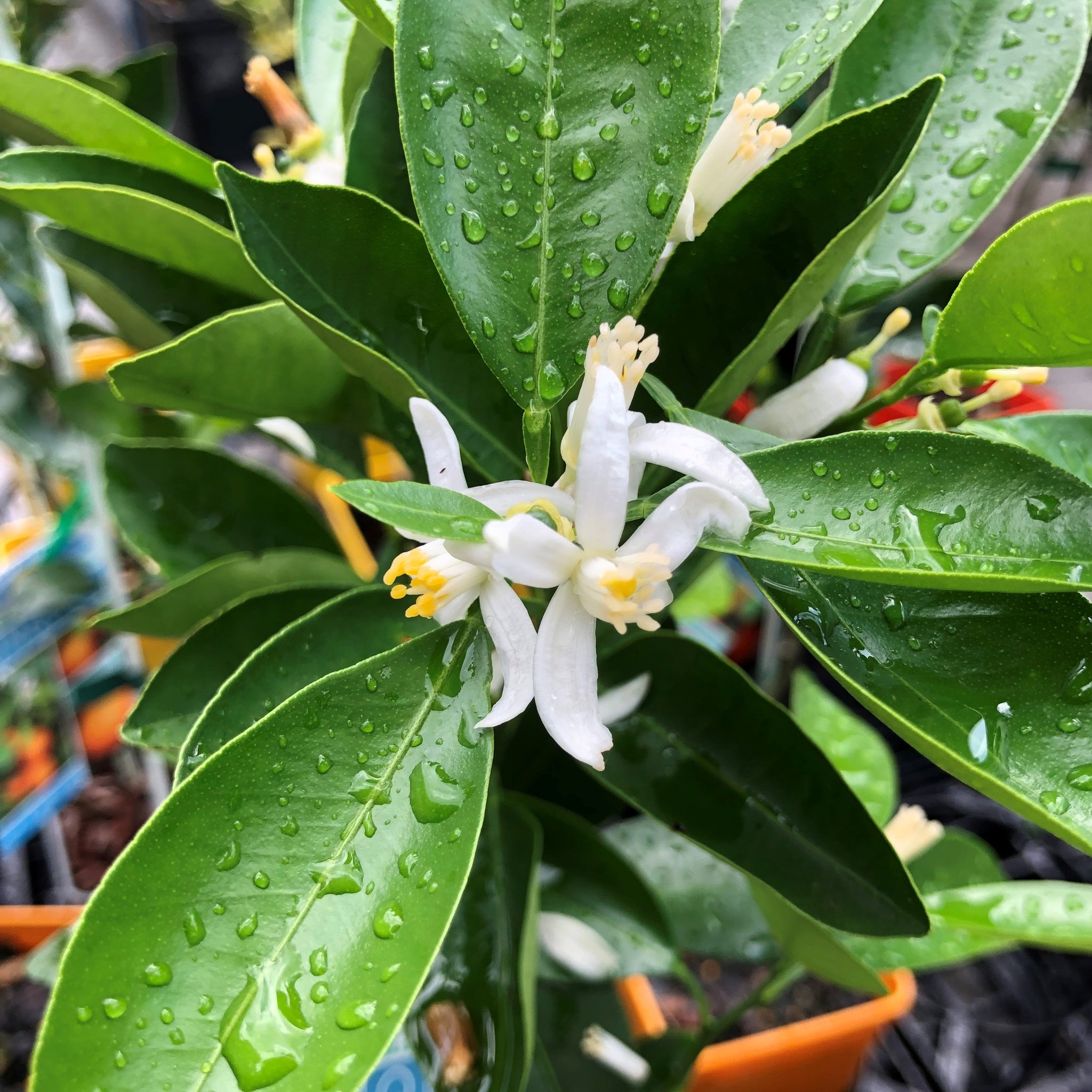 Calamansi Flower Calamondin Orange Tree Blossom Hd Video
