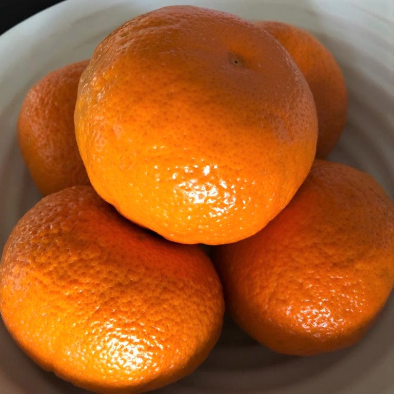 Mandarin | Honey Murcott – Buy Now from Fruit Tree Cottage