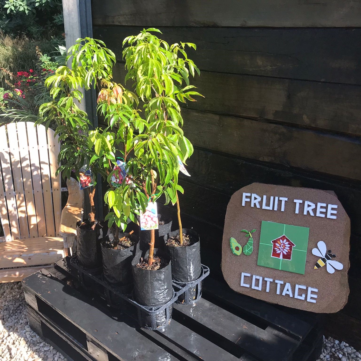 Lychee | Red Ball – Buy Now from Fruit Tree Cottage