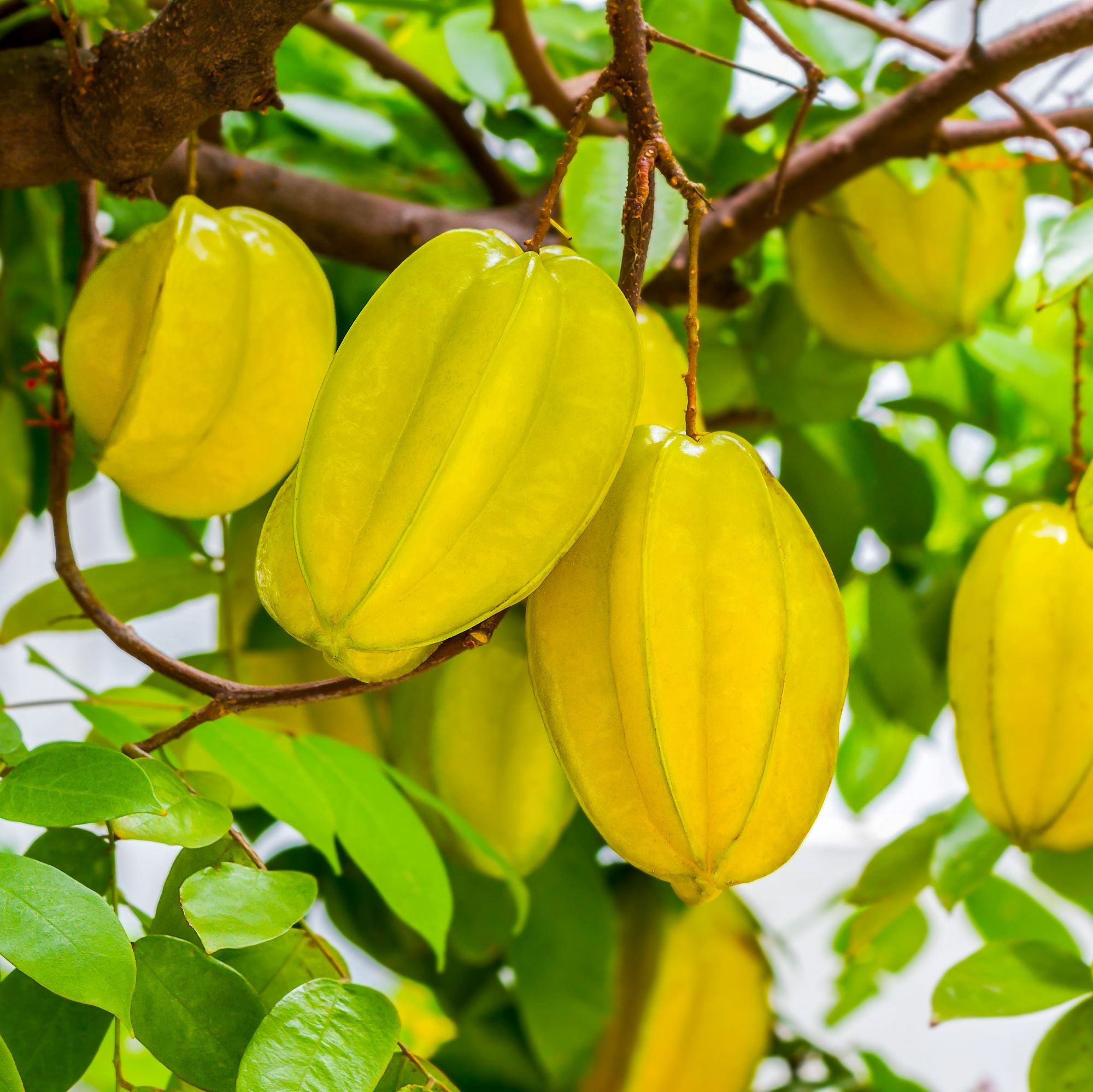 Star Fruit – Buy Now from Fruit Tree Cottage
