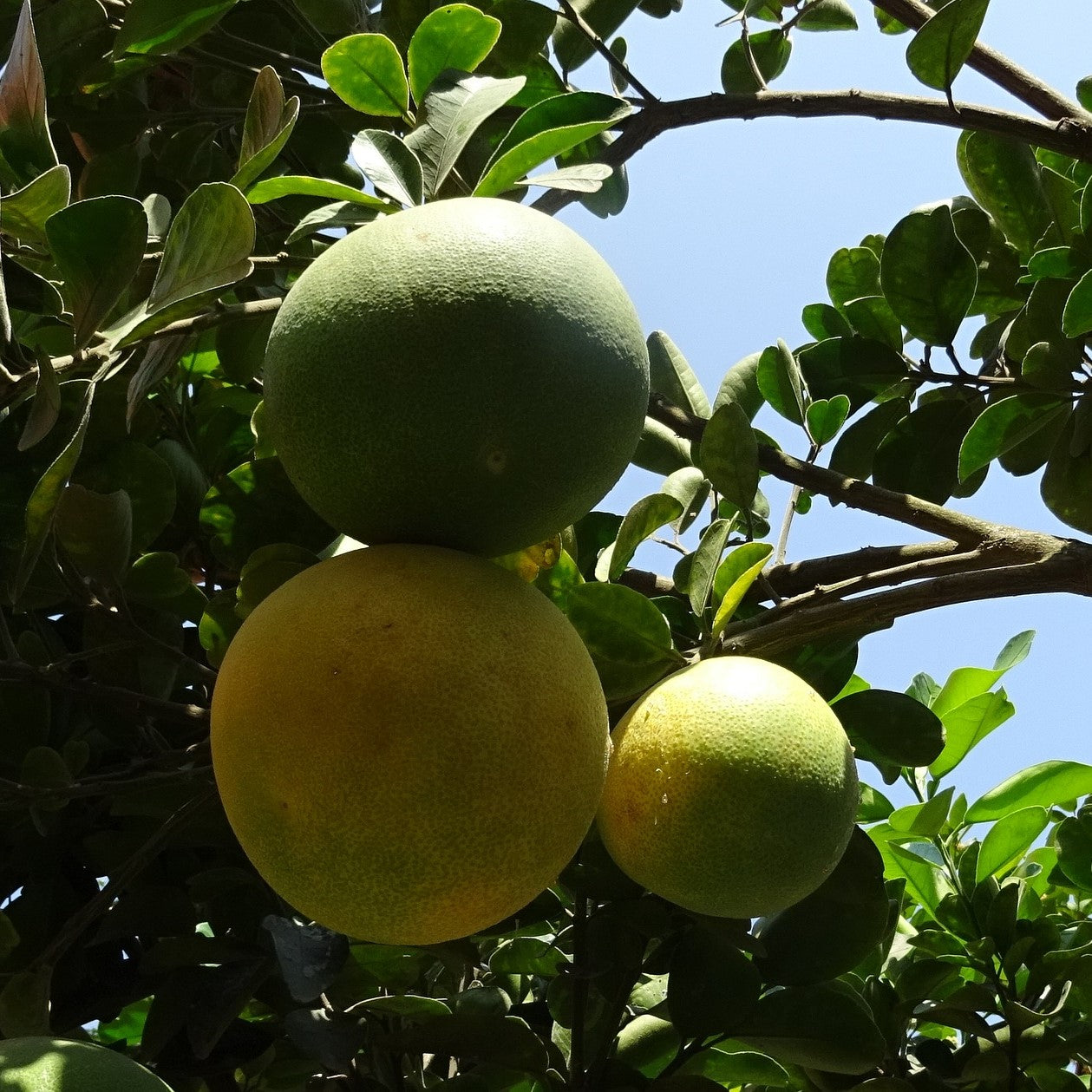 Star Ruby Grapefruit Trees