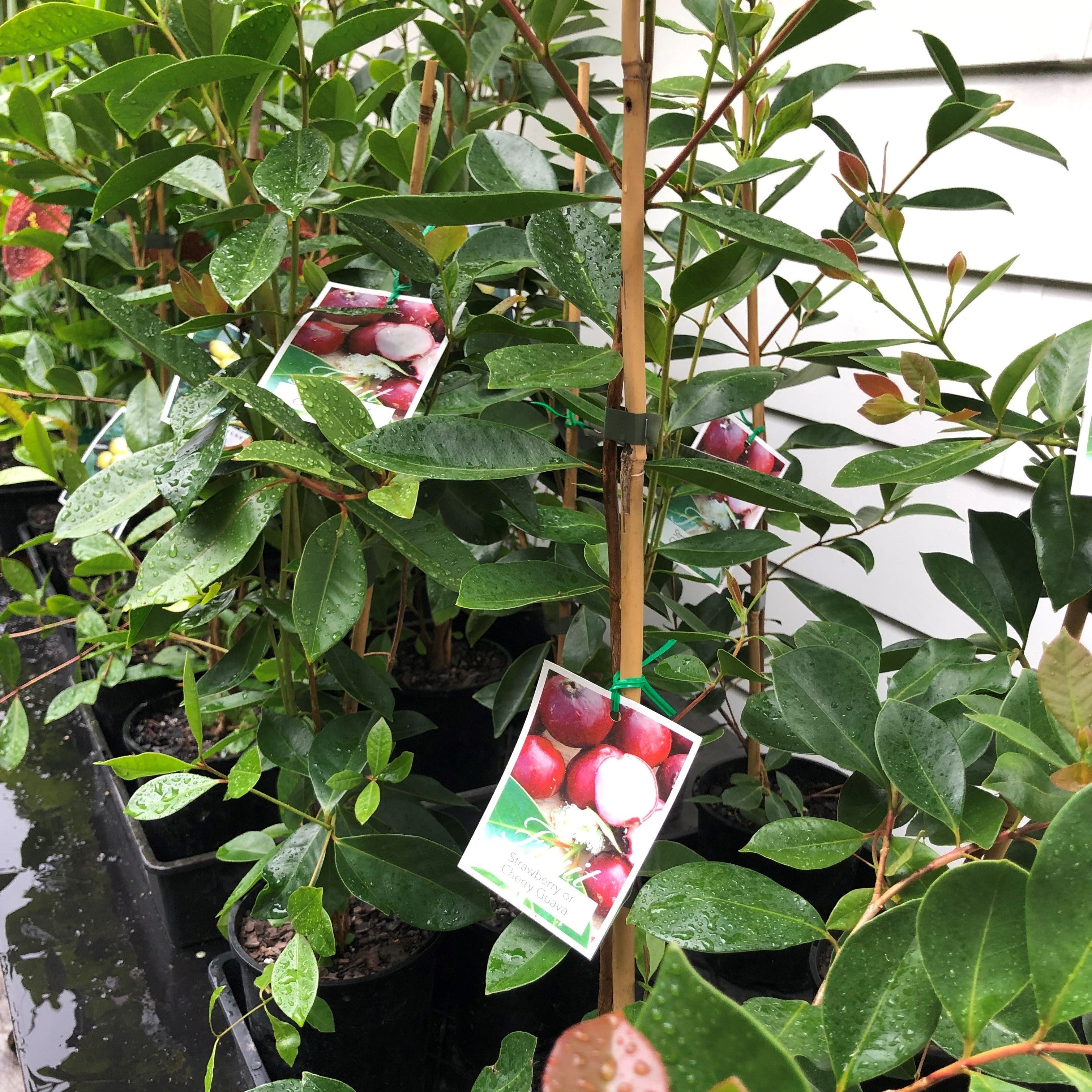 Guava | Red Cherry – Buy Now from Fruit Tree Cottage